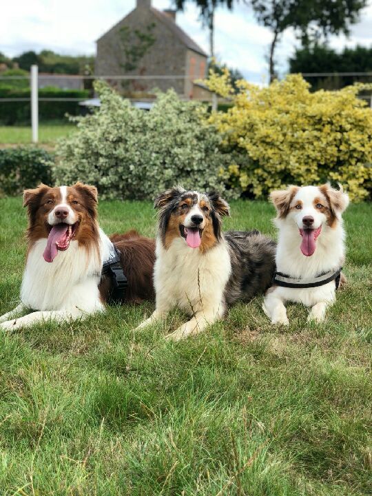 Accueil - Elevage De La Vallée De L'Orégon - eleveur de chiens Berger ...